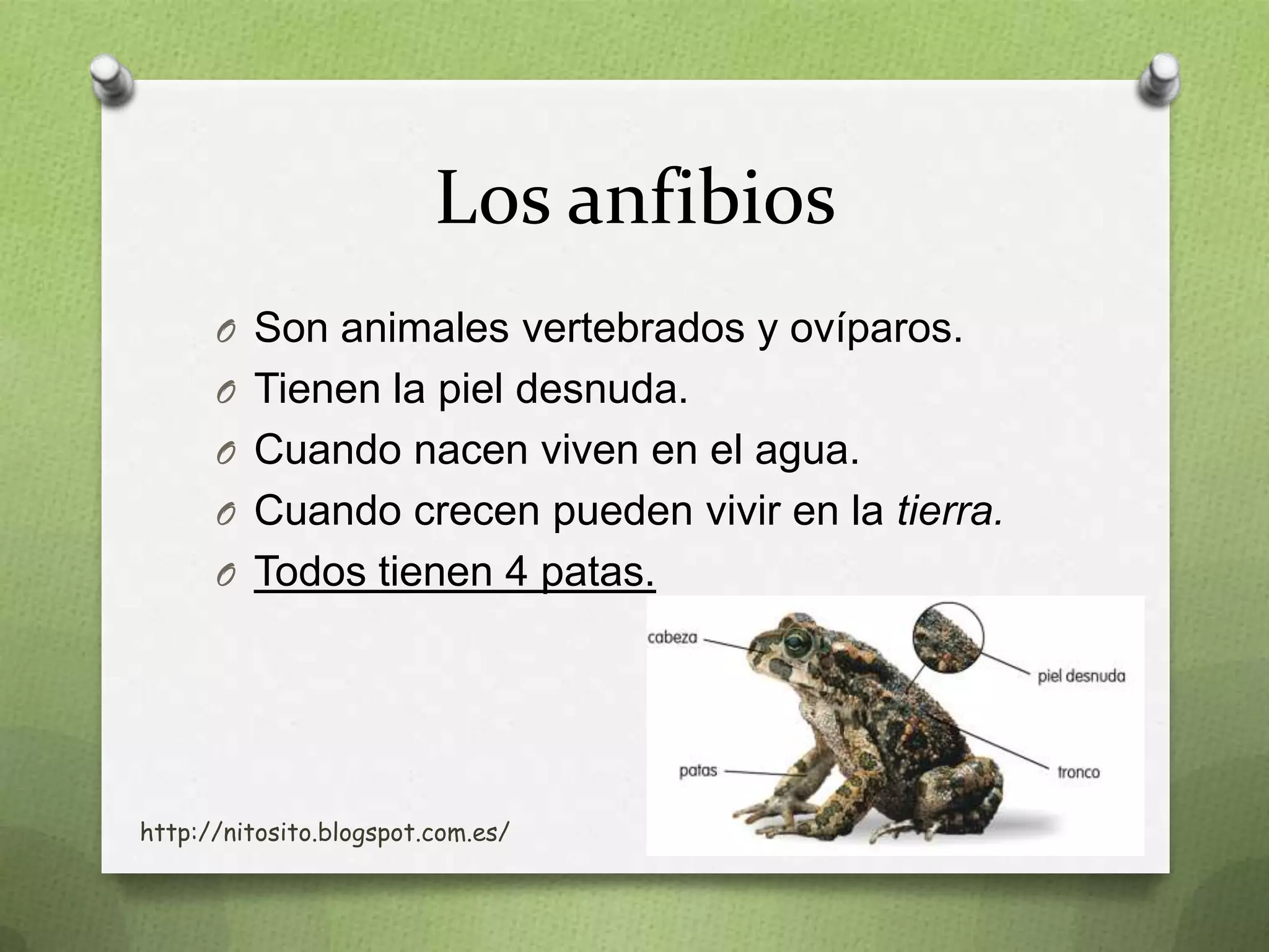 Tema 5 otros animales(Reptiles, anfibios, insectos y peces). | PPTX