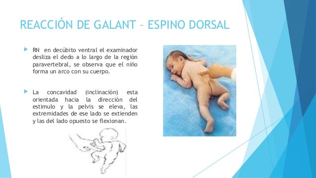 Tema 5 reflejos y comportamiento motriz