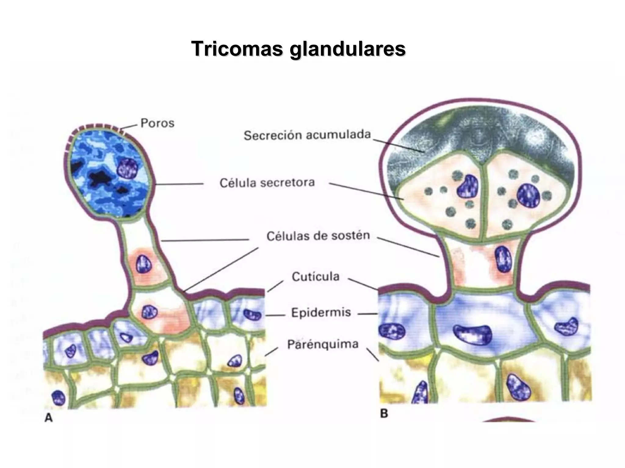 tricomas | PDF