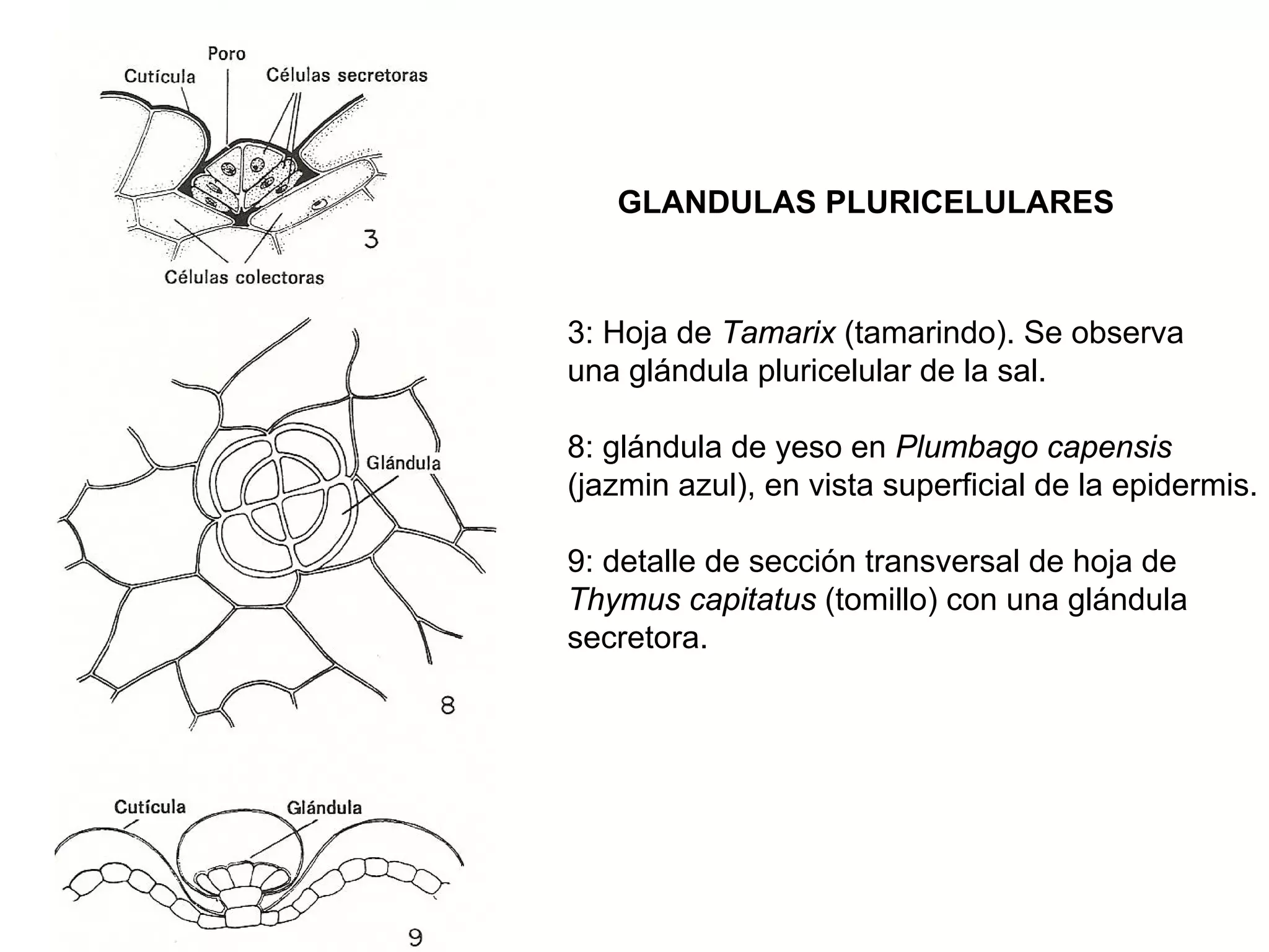 tricomas | PPT