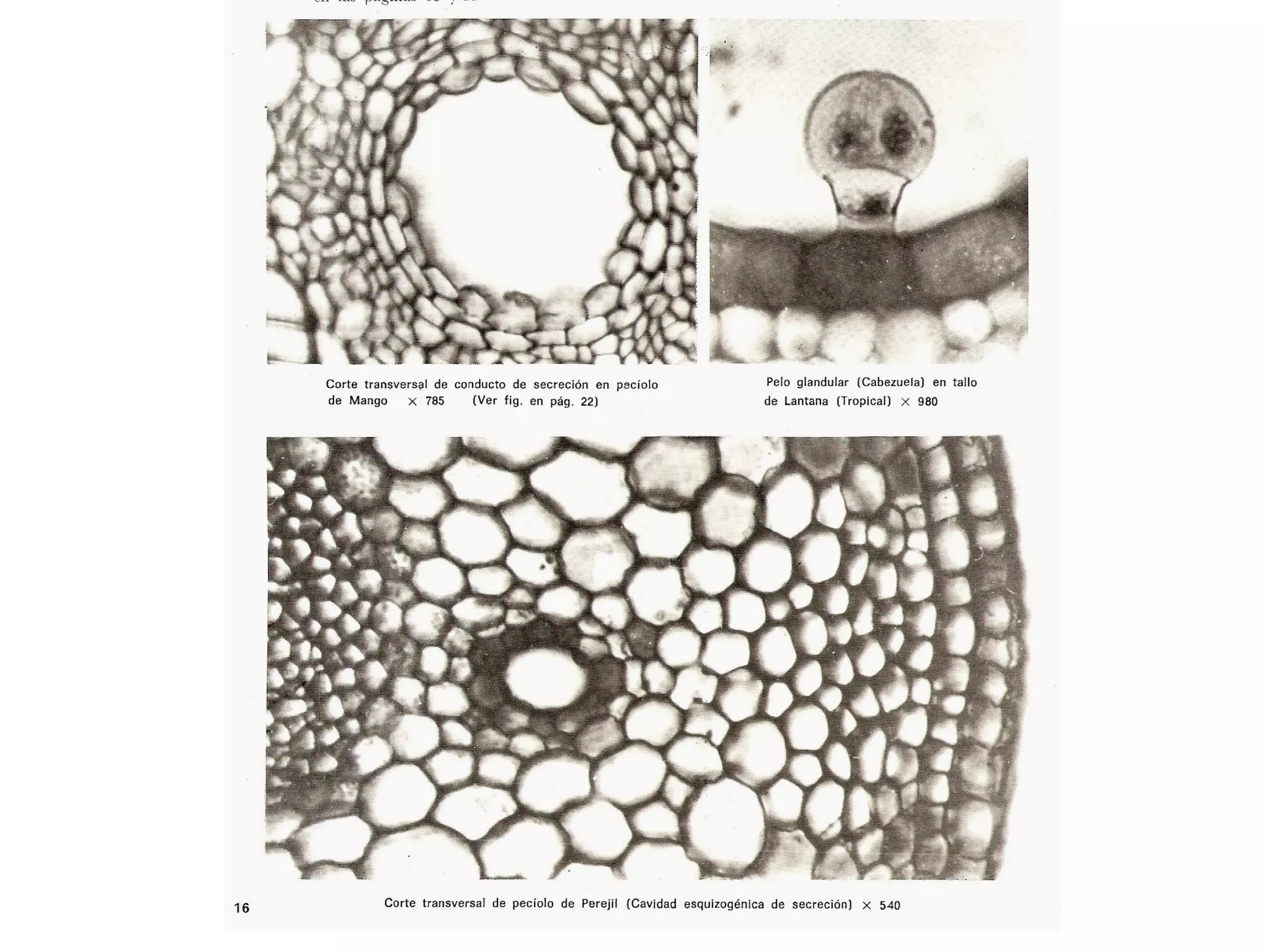 tricomas | PPT