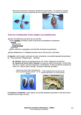 Tema6-Fruto - Hipertextos de Botánica Morfológica www.biologia.edu.ar