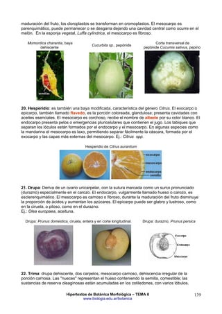 Tema6-Fruto - Hipertextos de Botánica Morfológica www.biologia.edu.ar