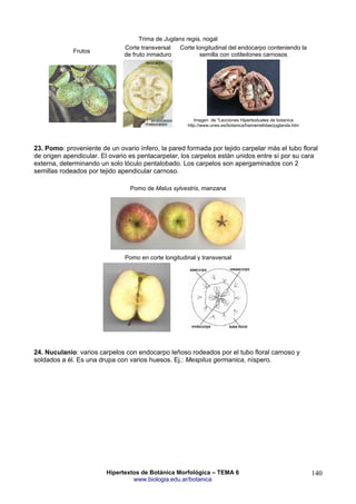 Tema6-Fruto - Hipertextos de Botánica Morfológica www.biologia.edu.ar