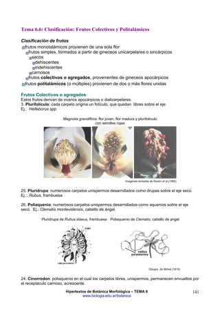 Tema6-Fruto - Hipertextos de Botánica Morfológica www.biologia.edu.ar