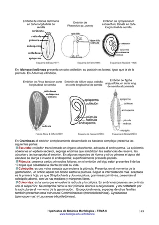 Tema6-Fruto - Hipertextos de Botánica Morfológica www.biologia.edu.ar