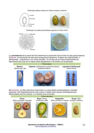 Tema6-Fruto - Hipertextos de Botánica Morfológica www.biologia.edu.ar