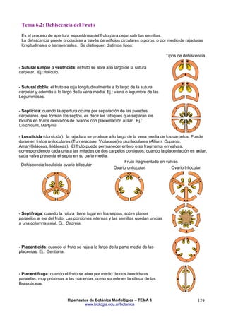 Tema6-Fruto - Hipertextos de Botánica Morfológica www.biologia.edu.ar