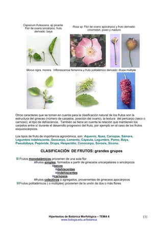 Tema6-Fruto - Hipertextos de Botánica Morfológica www.biologia.edu.ar