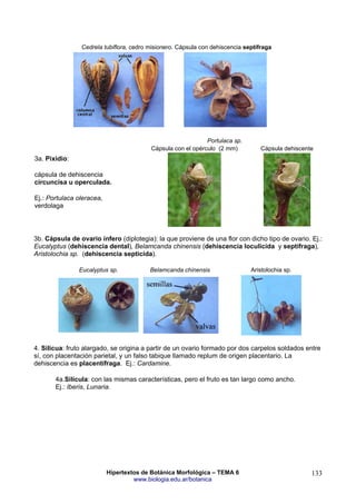 Tema6-Fruto - Hipertextos de Botánica Morfológica www.biologia.edu.ar