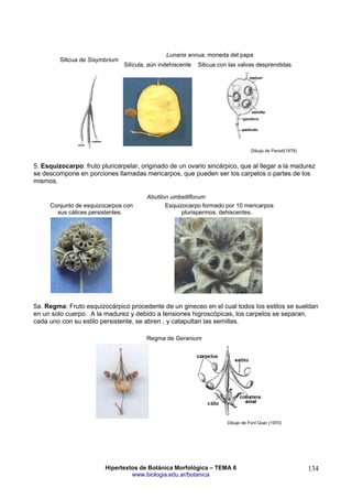 Tema6-Fruto - Hipertextos de Botánica Morfológica www.biologia.edu.ar