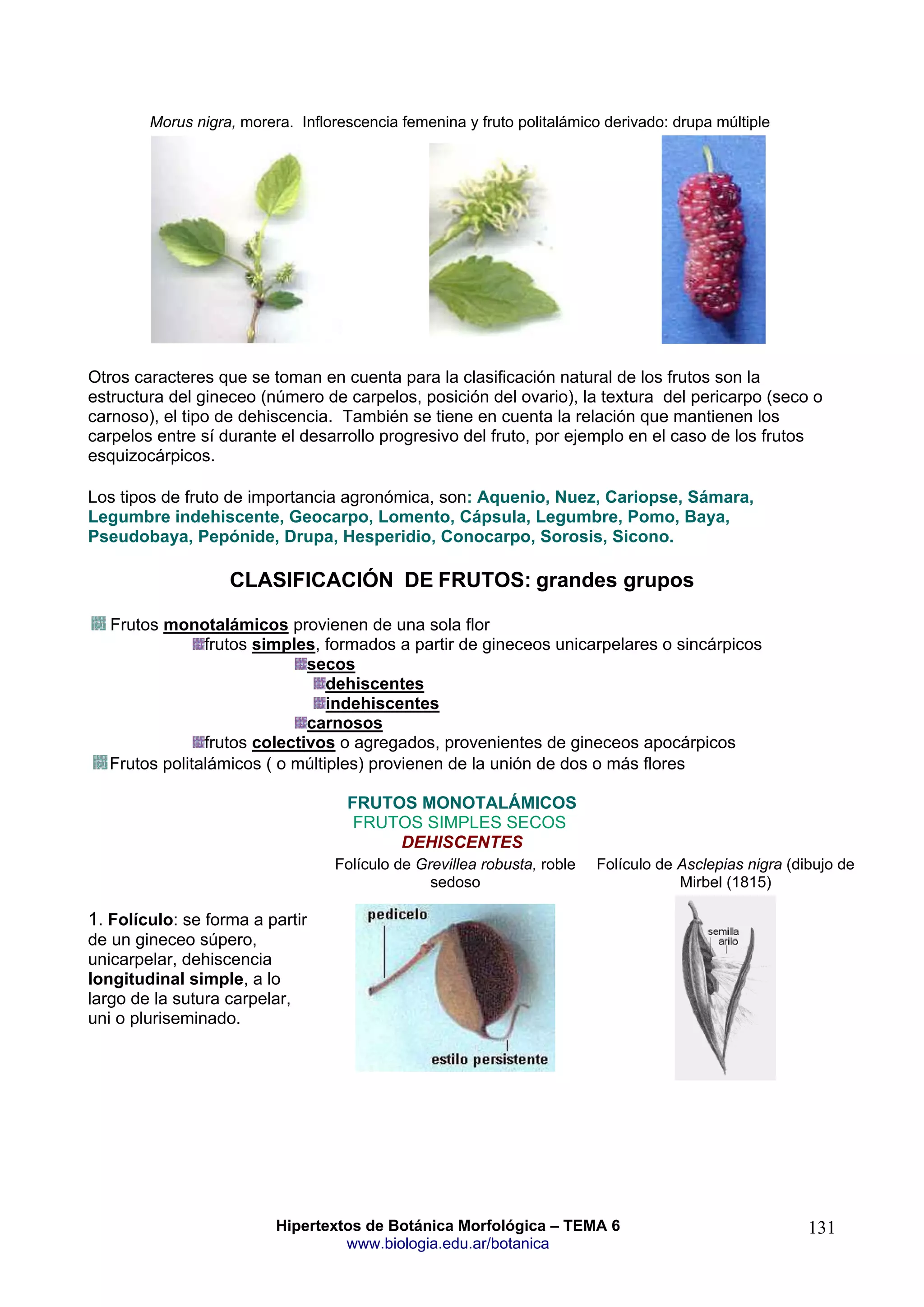 MORFOLOGIA DE LAS PLANTAS VASCULARES | PDF