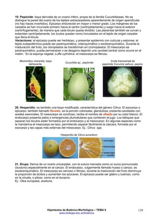 MORFOLOGIA DE LAS PLANTAS VASCULARES | PDF