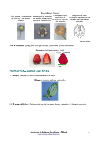 MORFOLOGIA DE LAS PLANTAS VASCULARES | PDF