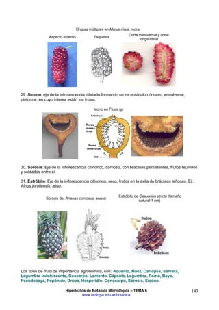 MORFOLOGIA DE LAS PLANTAS VASCULARES | PDF