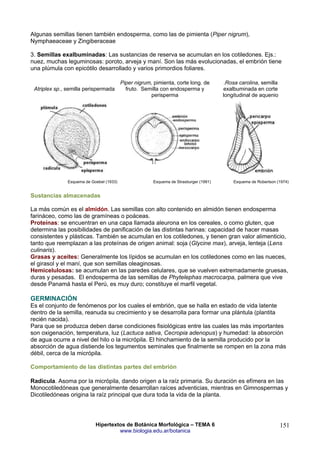 MORFOLOGIA DE LAS PLANTAS VASCULARES | PDF