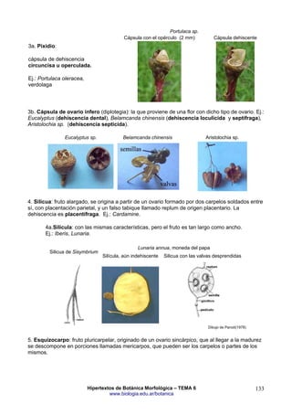 MORFOLOGIA DE LAS PLANTAS VASCULARES | PDF