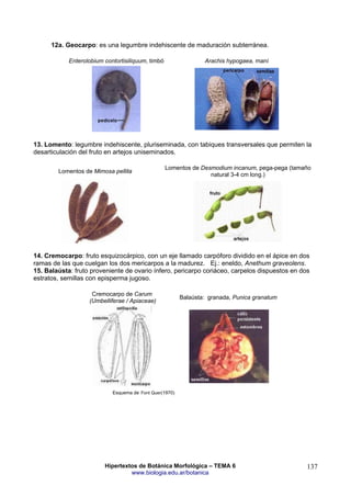 TEMAS IMPORTANTE DEL FRUTO | PDF