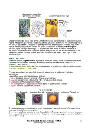 TEMAS IMPORTANTE DEL FRUTO | PDF
