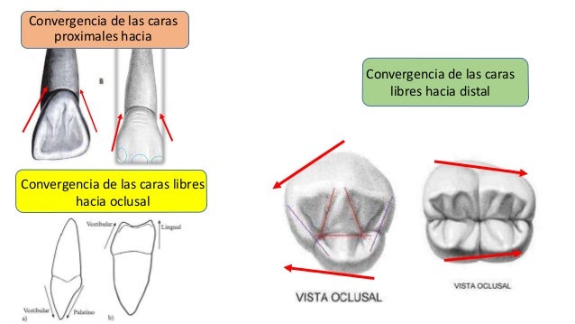 Tema 6. nomenclatura dental