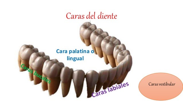 Tema 6. nomenclatura dental