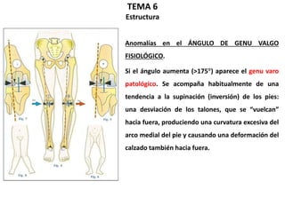 Biomecánica de la articulación de la rodilla | PPTX
