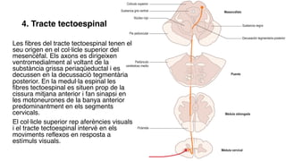 Tema 6.3. Tractes descendientes de la medula espinal | PDF