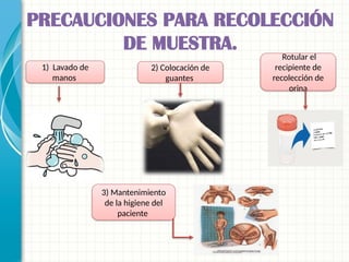toma y trnasporte de muestra de orina en enfermeria | PPTX