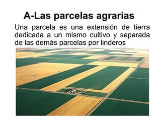 Tema 6-3 El paisaje agrario y sus elementos | PPT