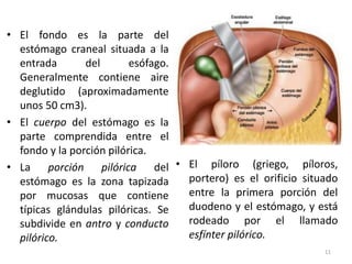 Tema 6- Abdomen.pptx