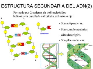 Tema 6 acidos nucleicos | PPT