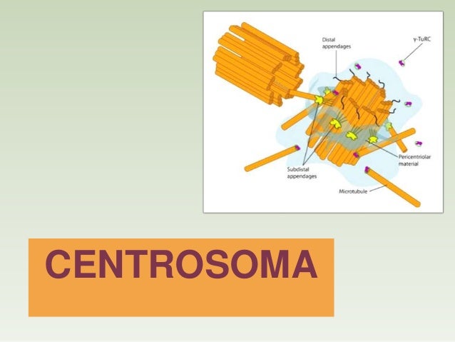 Tema 6 célula2- orgánulos, citosol, núcleo