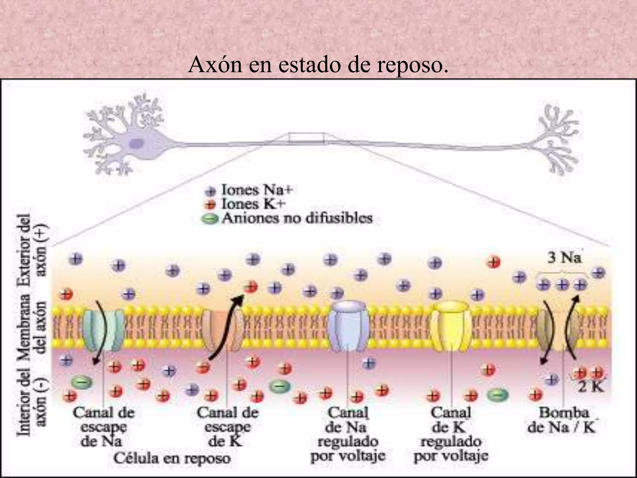 Tema 6. potencial de reposo y potencial de accion | PPTX