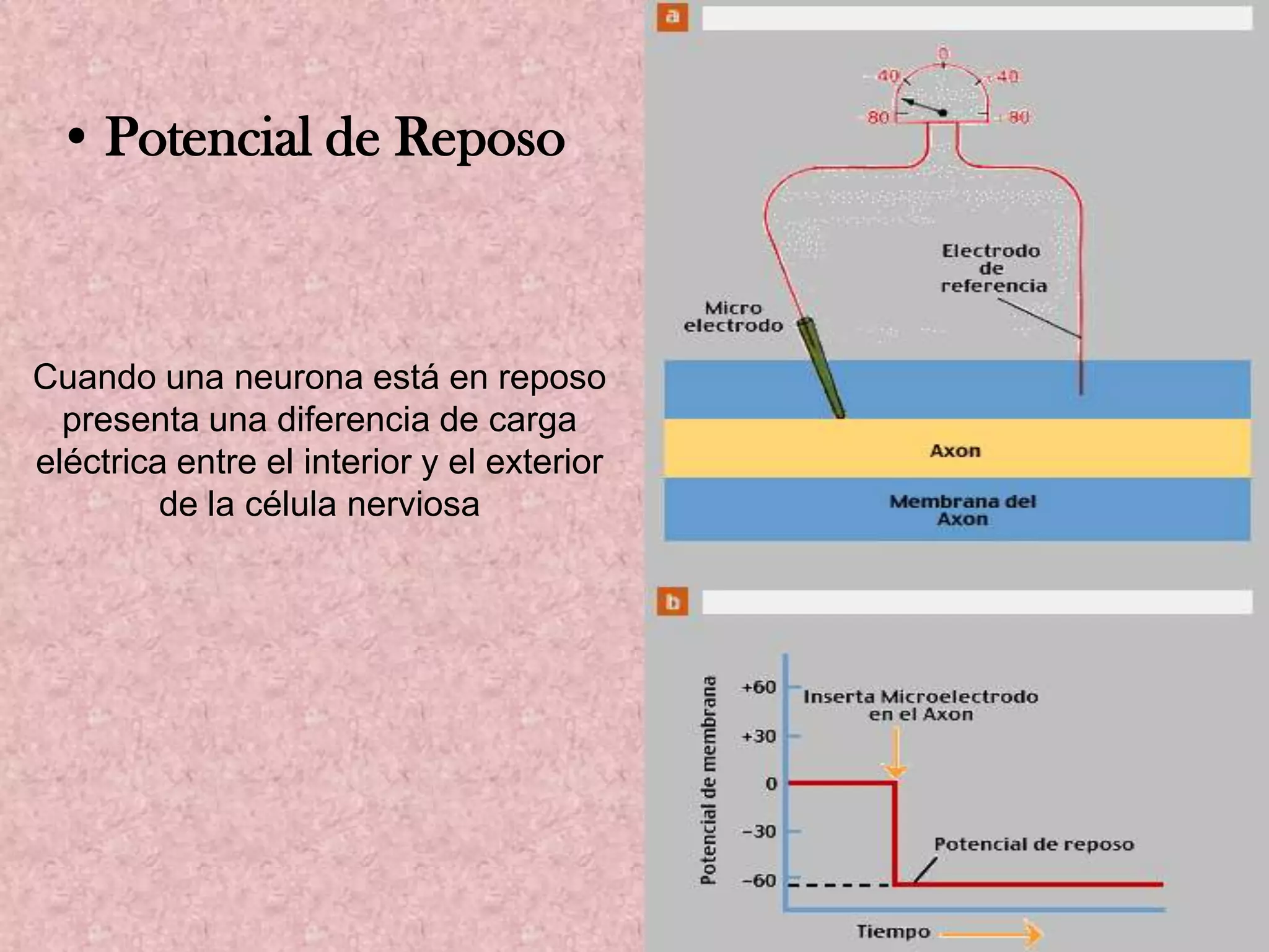 Tema 6. potencial de reposo y potencial de accion | PPTX