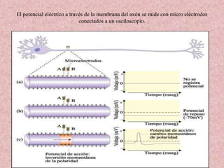 Tema 6. potencial de reposo y potencial de accion | PPTX