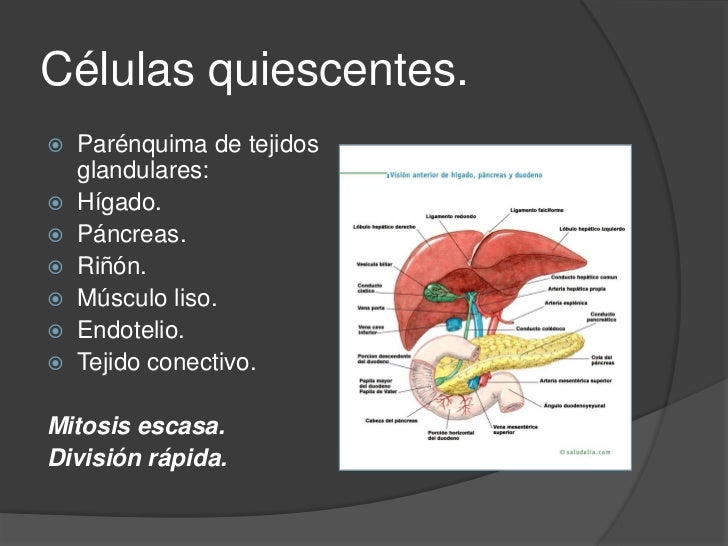 Celulas Quiescentes Jorge Alonso Suárez Nº:2 1ºbachiller CTA Tema 4