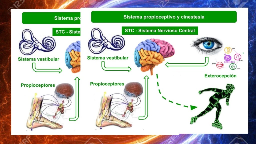 Tema 695. sistema propioceptivo. el sentido cinestesico de la percepc…