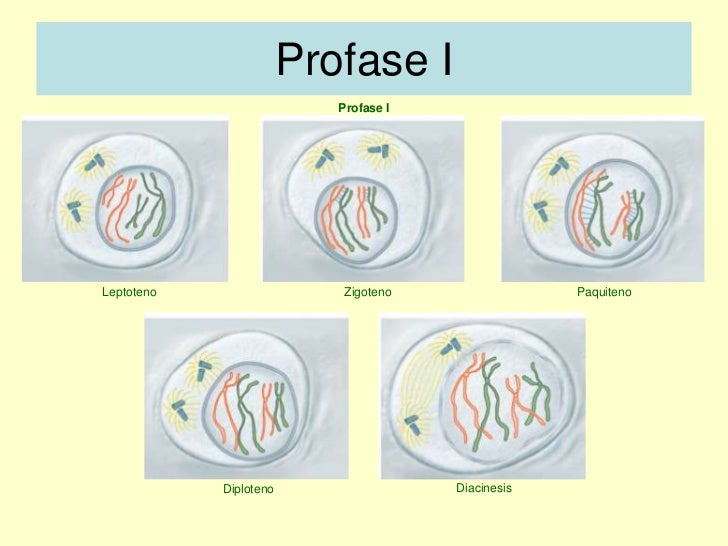 Tema 6 el ciclo celular. mitosis y meiosis