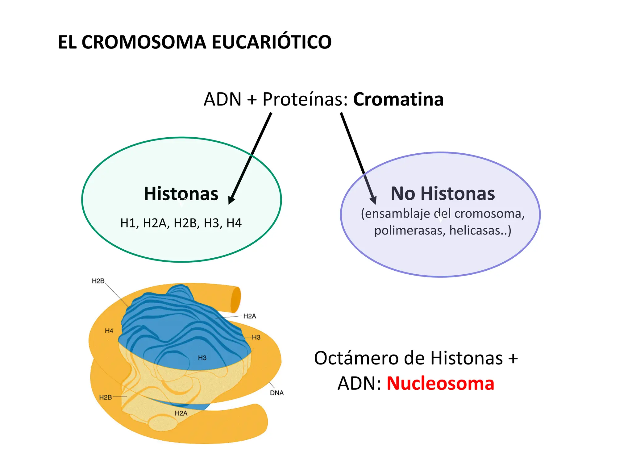 ADN como principio fundamental de la vida | PDF