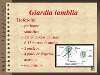 Tema 6 giardiasis | PDF
