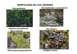 Tema 6 hongos liquenizados | PDF
