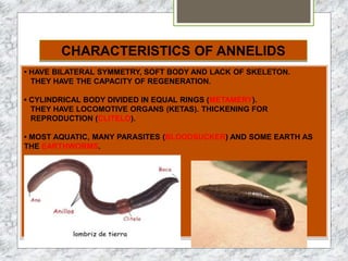 Tema 6 invertebrates animals | PPTX