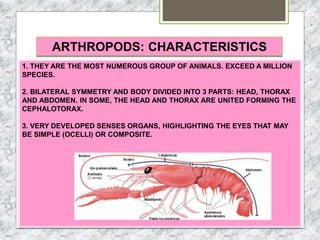 Tema 6 invertebrates animals | PPTX