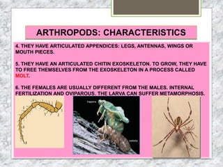 Tema 6 invertebrates animals | PPTX