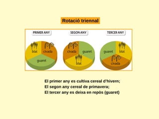 Tema 6 la ciutat medieval | PDF