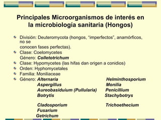 Tema 6 mohos | PPT