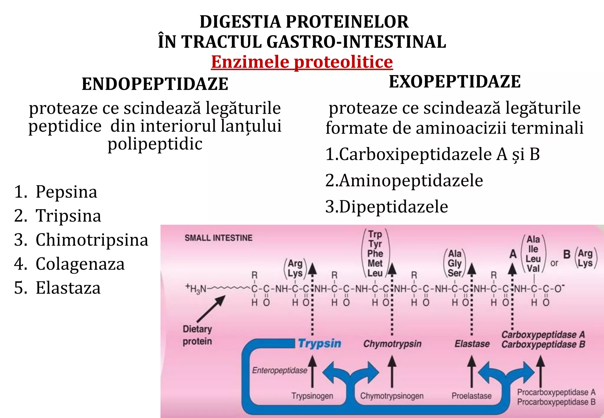 __Digestia_Pro__Glu__Lip-69056.pdf