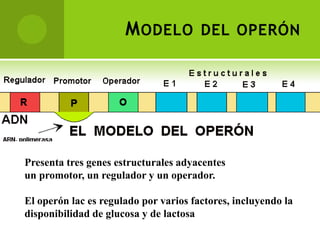 Tema 6 operon lac | PPTX