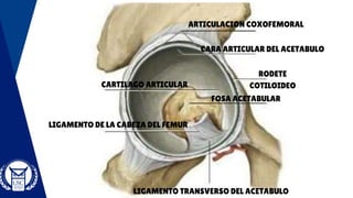 tema 6 y 7 fractura de cadera y luxacion congenita .pptx