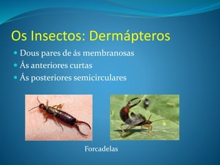 Tema 7. Invertebrados | PPTX
